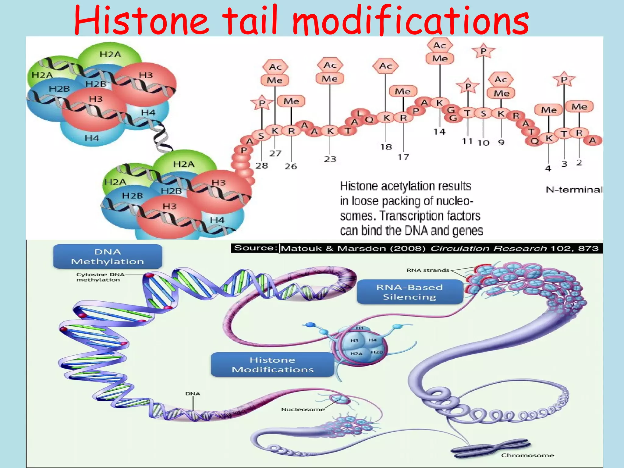 Epigenetic regulation of rice flowering and reproduction | PPT
