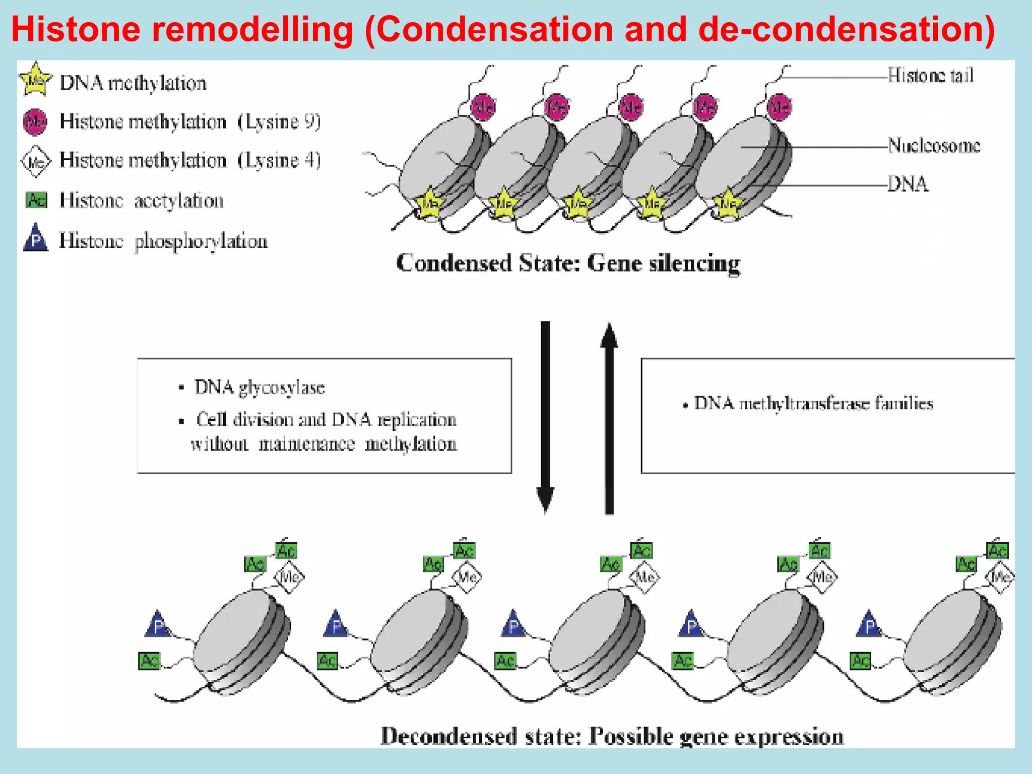 Epigenetic regulation of rice flowering and reproduction | PPT
