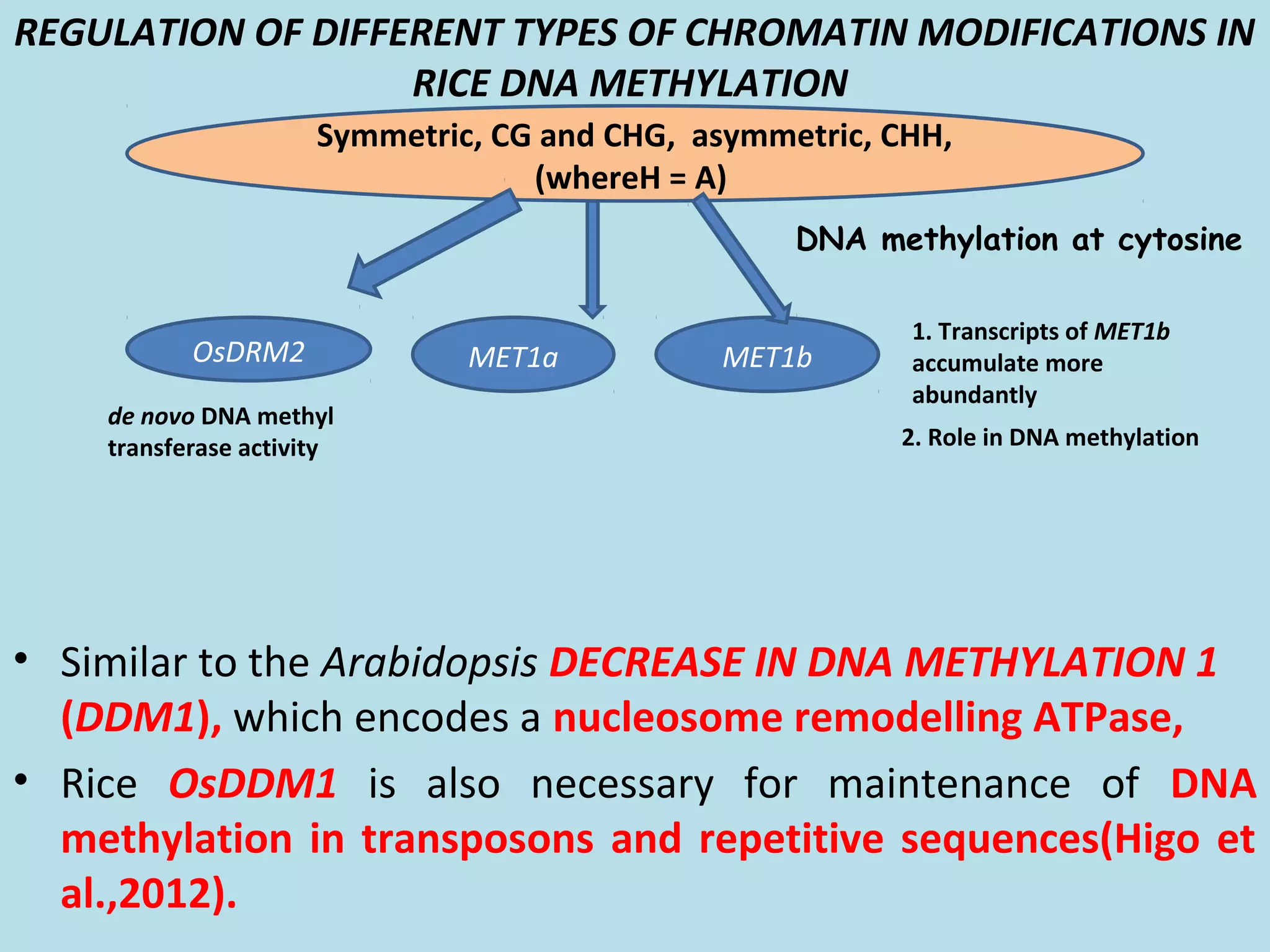 Epigenetic regulation of rice flowering and reproduction | PPT