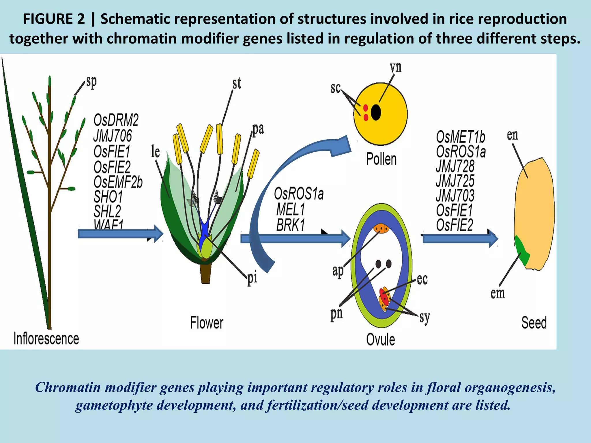Epigenetic regulation of rice flowering and reproduction | PPT