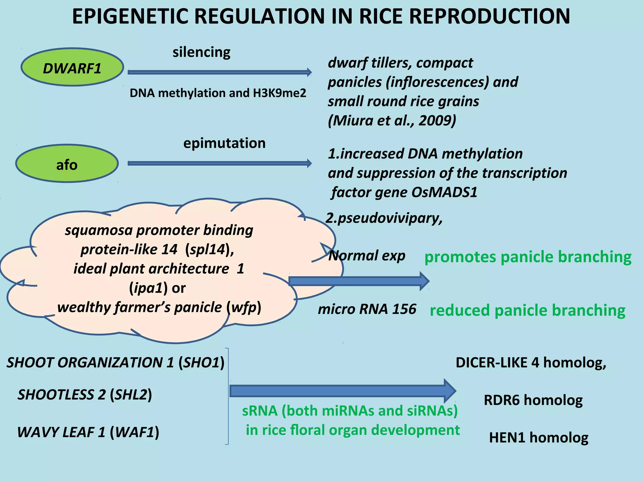 Epigenetic regulation of rice flowering and reproduction | PPT