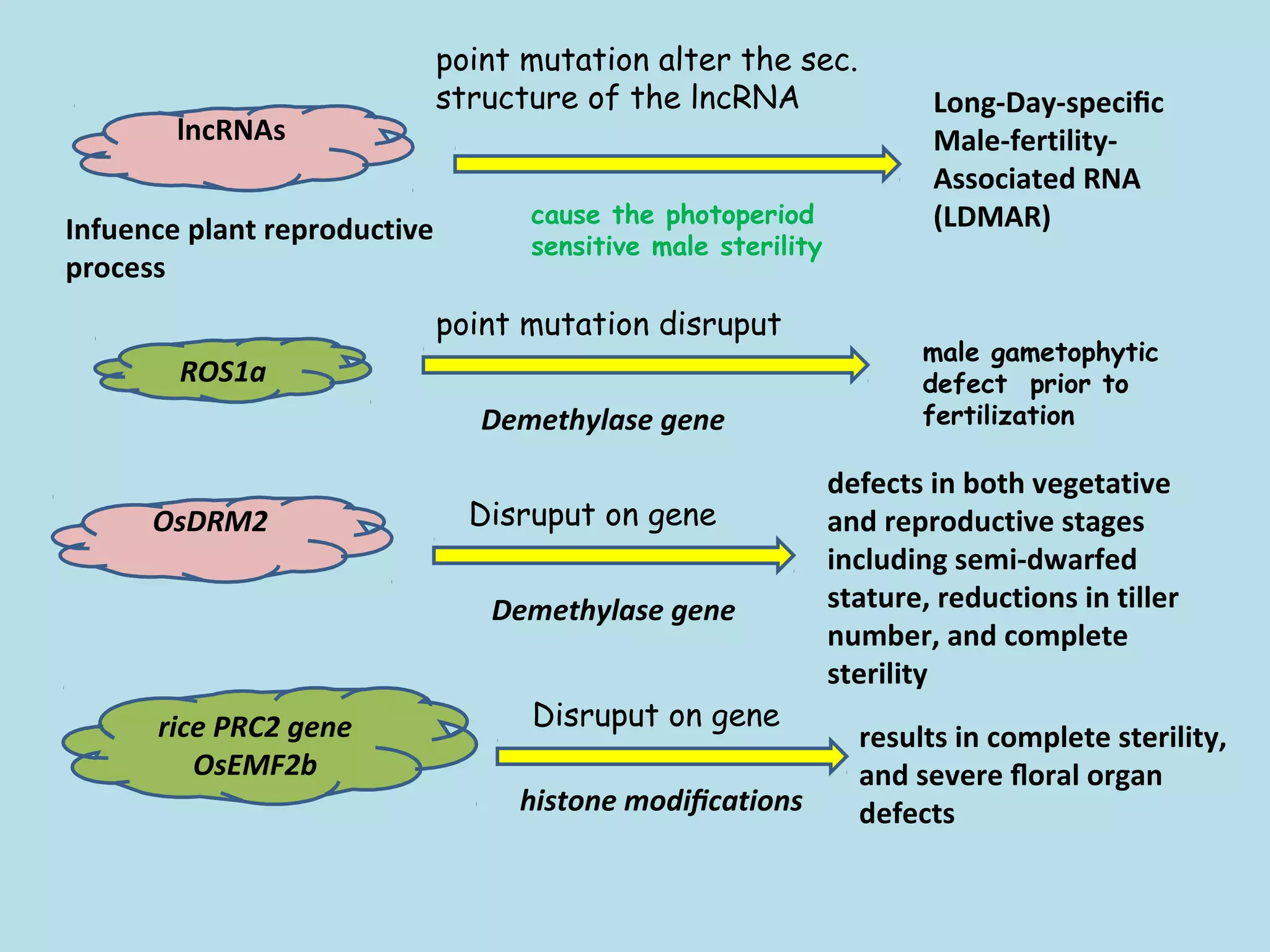 Epigenetic regulation of rice flowering and reproduction | PPT