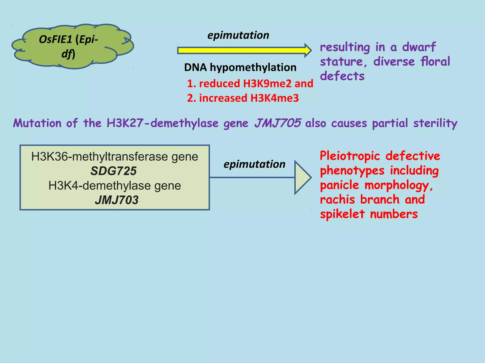 Epigenetic regulation of rice flowering and reproduction | PPT
