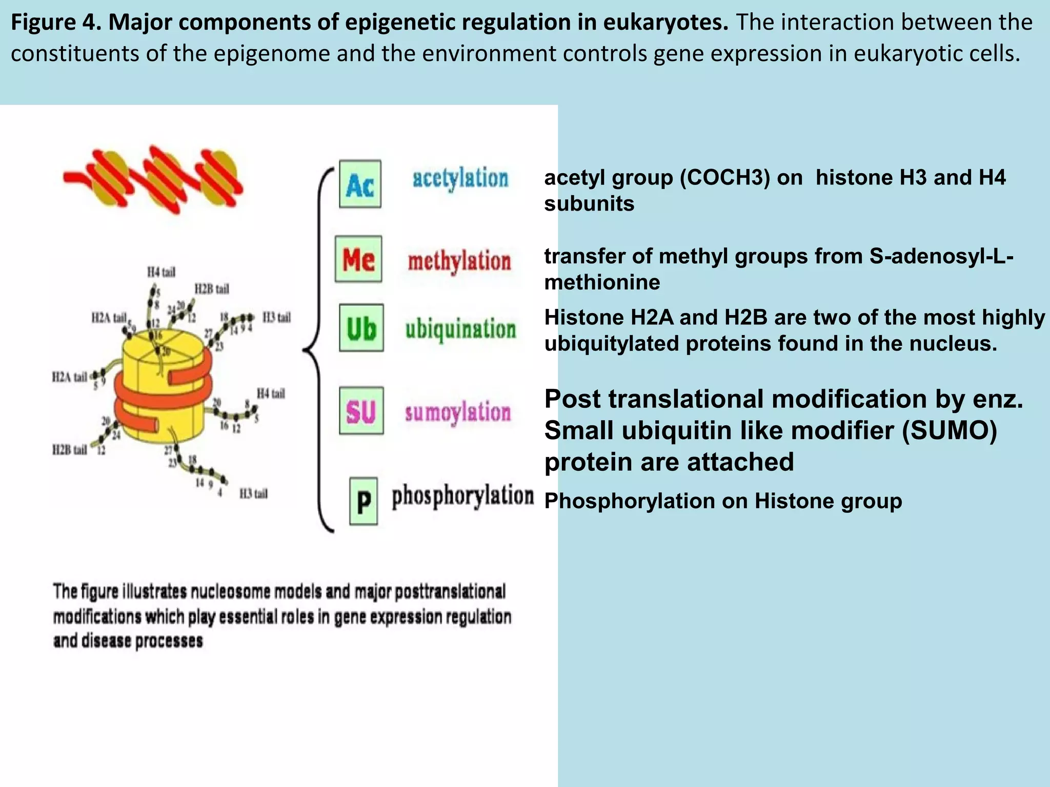 Epigenetic regulation of rice flowering and reproduction | PPT
