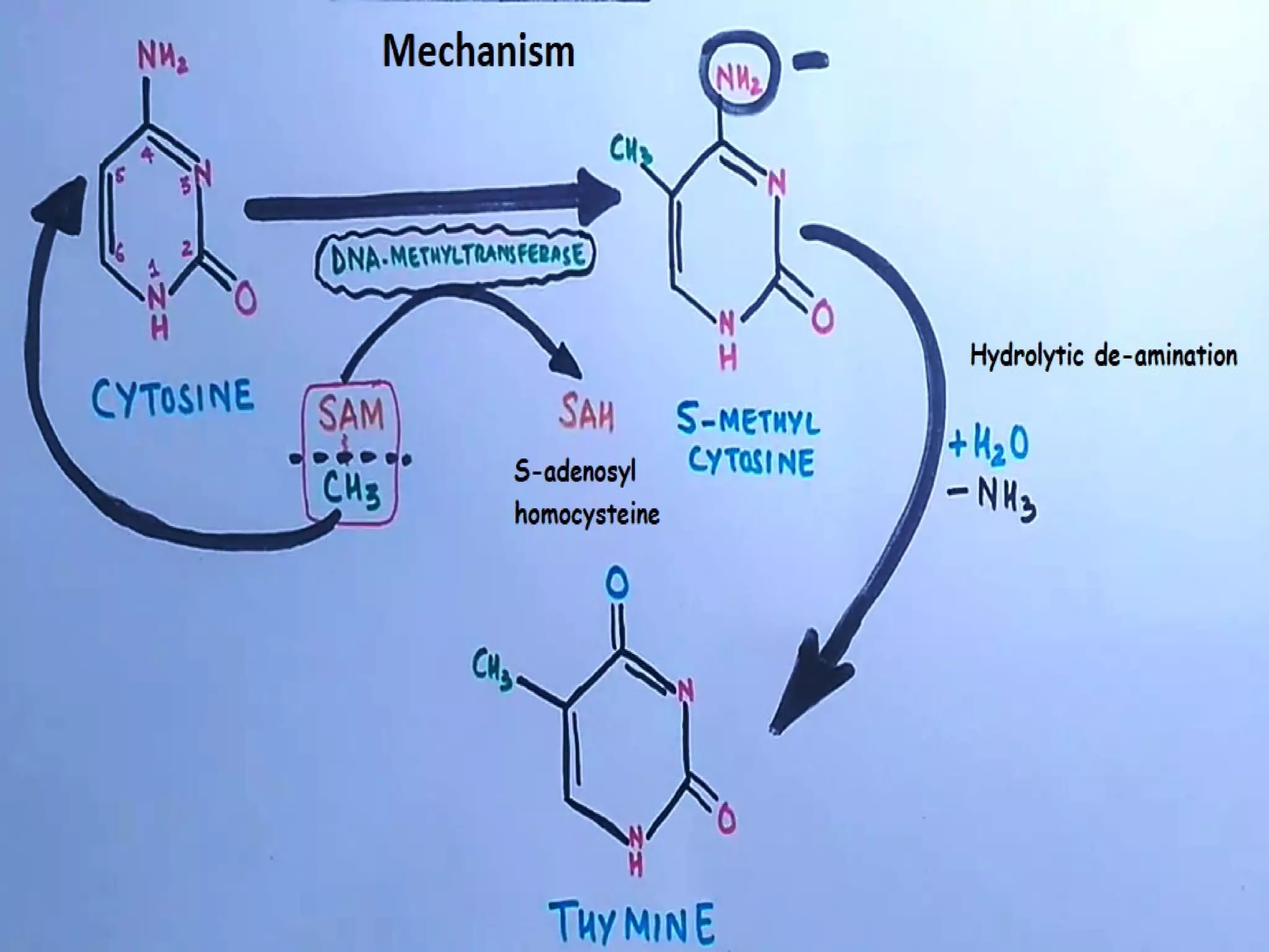 Epigenetic regulation of rice flowering and reproduction | PPT