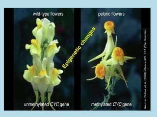 Epigenetic regulation of rice flowering and reproduction | PPT