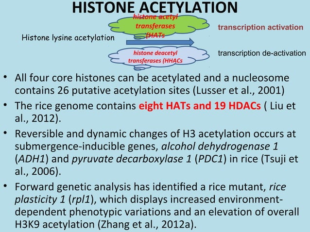 Epigenetic regulation of rice flowering and reproduction | PPT