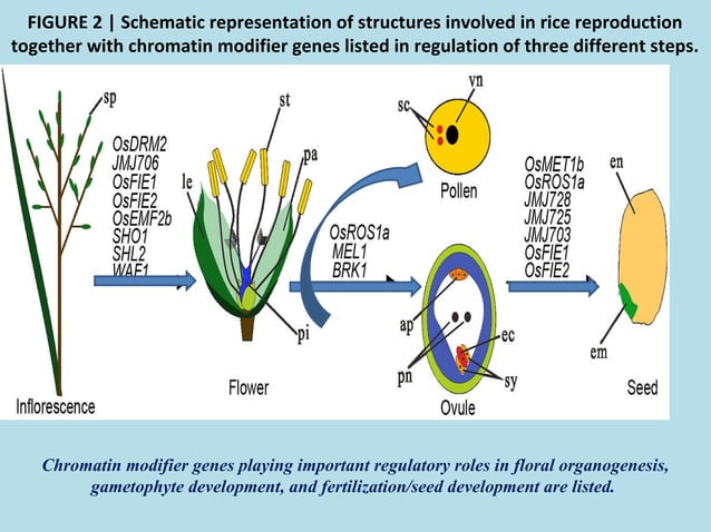 Epigenetic regulation of rice flowering and reproduction | PPT
