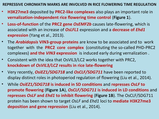 Epigenetic regulation of rice flowering and reproduction | PPT