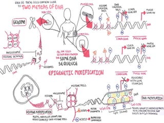 Epigenetic regulation of rice flowering and reproduction | PPT