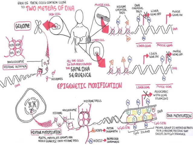 Epigenetic regulation of rice flowering and reproduction | PPT