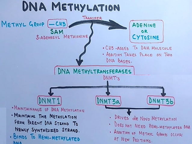 Epigenetic regulation of rice flowering and reproduction | PPT
