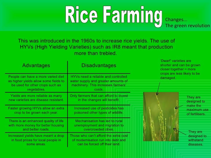 Rice Farming