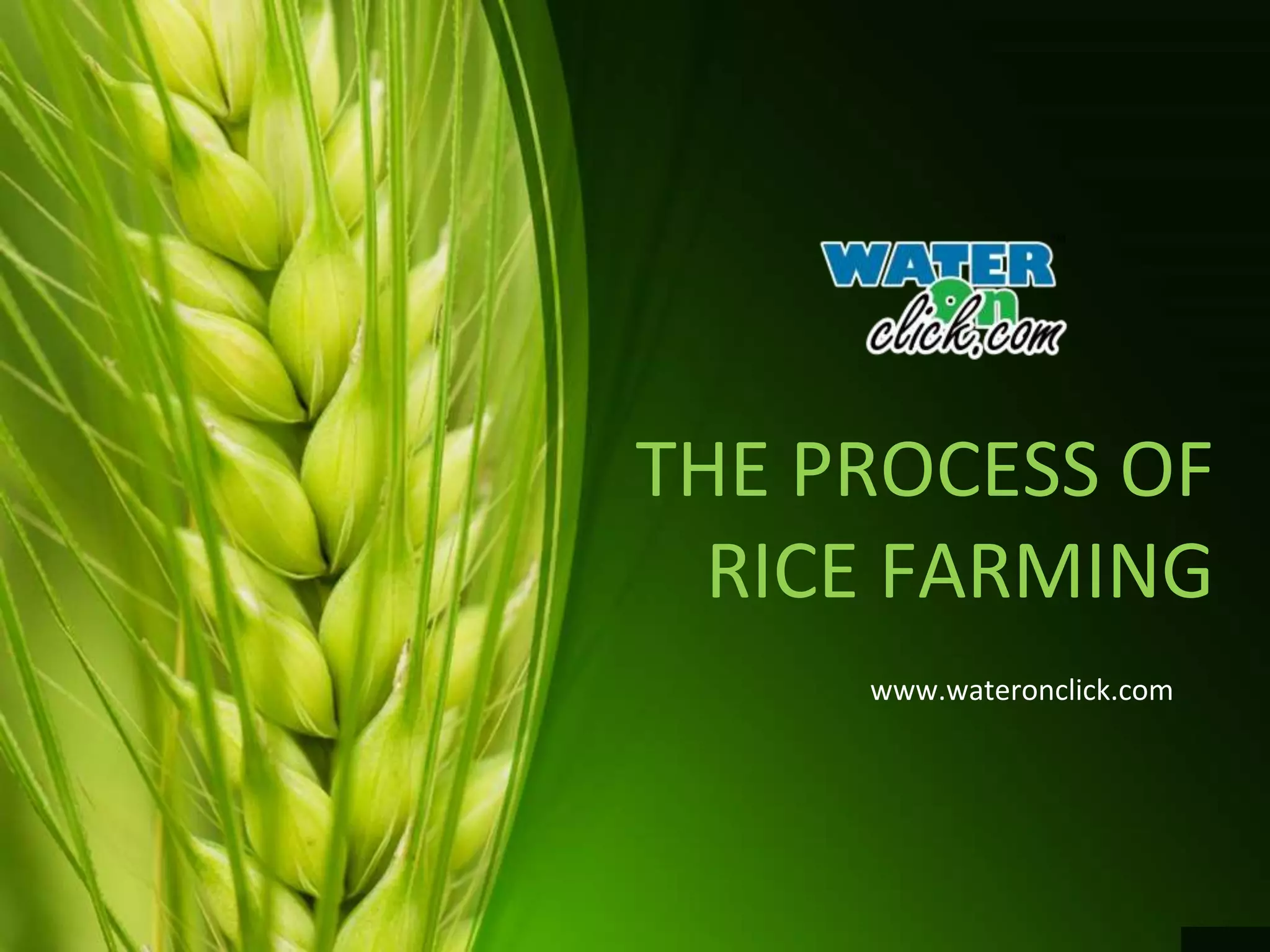 The Process Of Rice Farming | Step By Step | Slideshares | PPTX