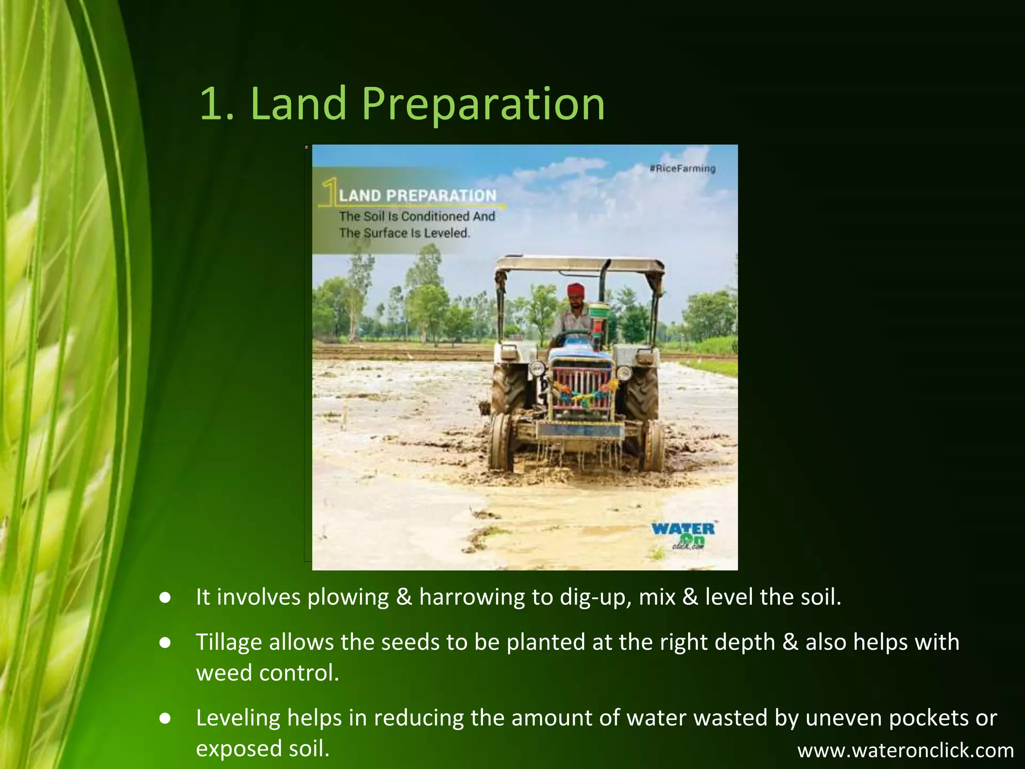 The Process Of Rice Farming | Step By Step | Slideshares | PPTX