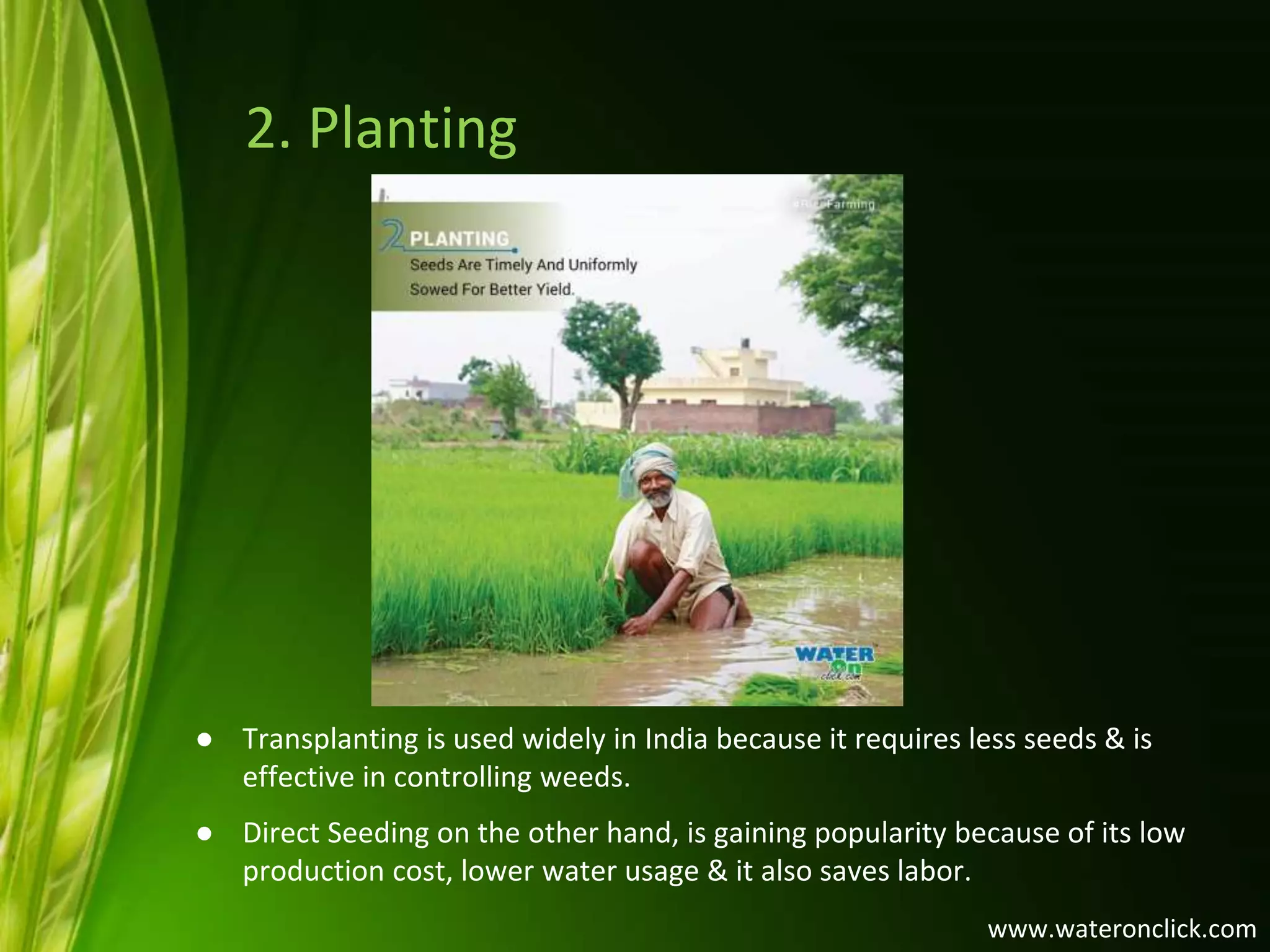 The Process Of Rice Farming | Step By Step | Slideshares | PPTX