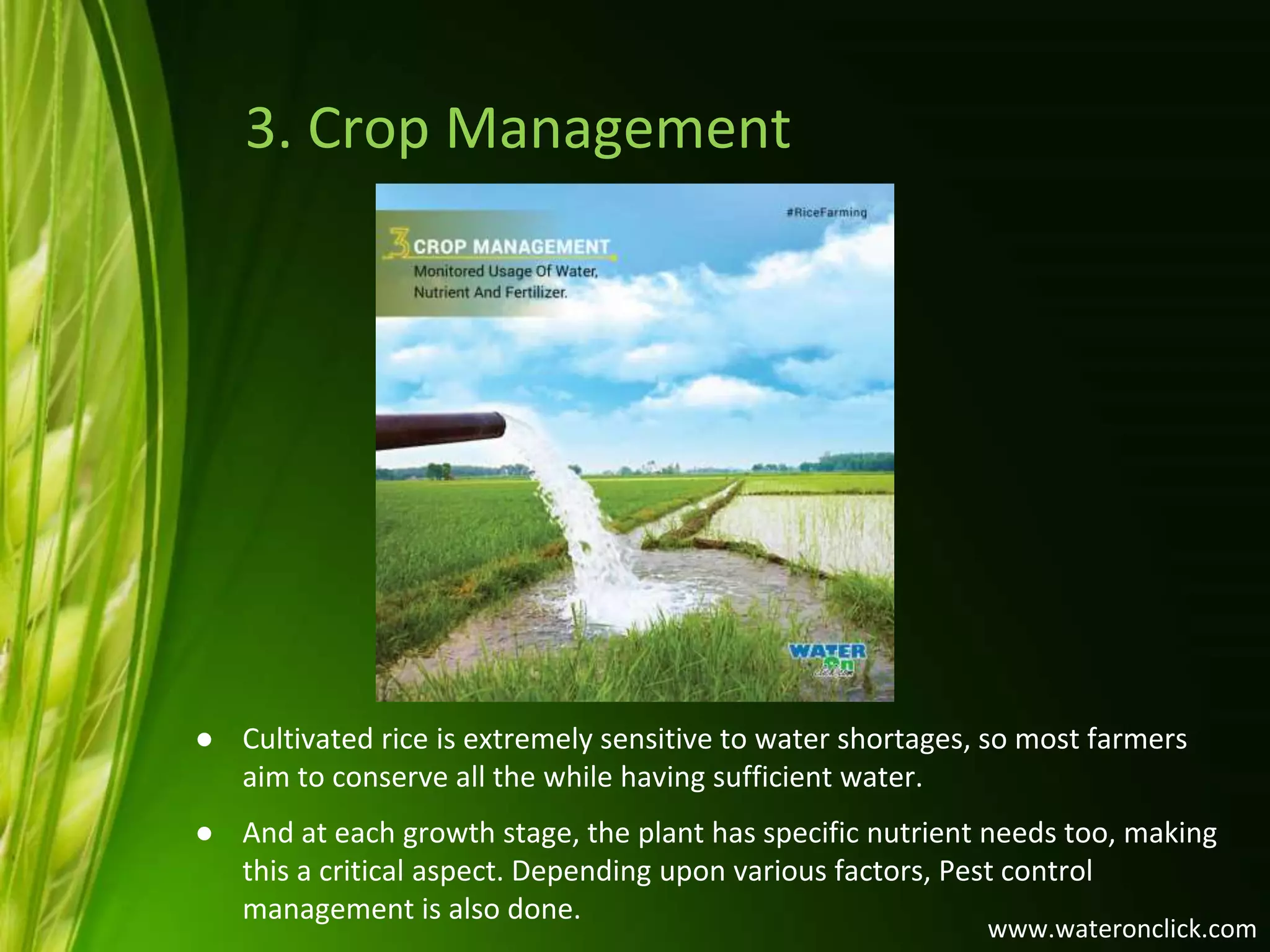 The Process Of Rice Farming | Step By Step | Slideshares | PPTX