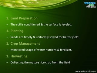 The Process Of Rice Farming | Step By Step | Slideshares | PPTX