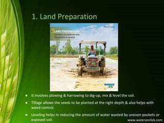The Process Of Rice Farming | Step By Step | Slideshares | PPTX