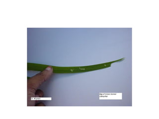 Entomology field Lab | PPT