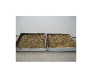 Entomology field Lab | PPT