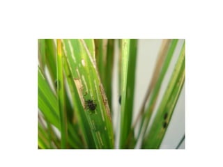 Entomology field Lab | PPT
