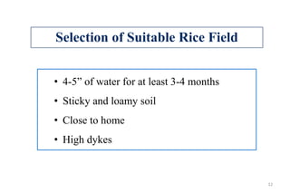 Rice fish integrated farming presentation | PPTX