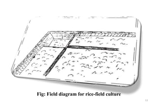 Rice fish integrated farming presentation | PPTX
