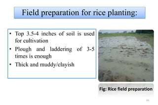 Rice fish integrated farming presentation | PPTX