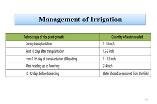 Rice fish integrated farming presentation | PPTX