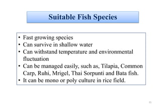 Rice fish integrated farming presentation | PPTX
