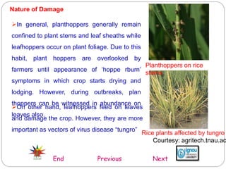 Rice folder and hopper | PPTX