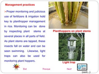 Rice folder and hopper | PPTX