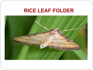 Rice folder and hopper | PPTX
