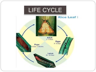 Rice folder and hopper | PPTX