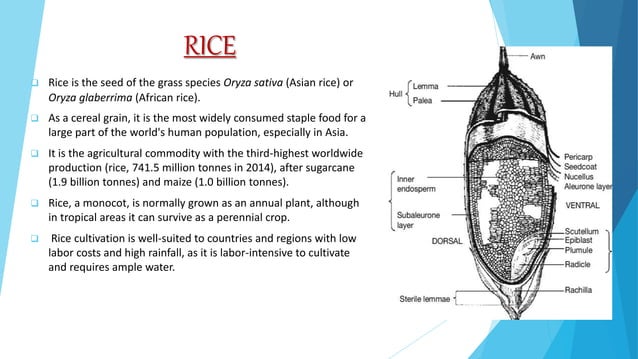 Rice | PPTX | Agriculture | Industries