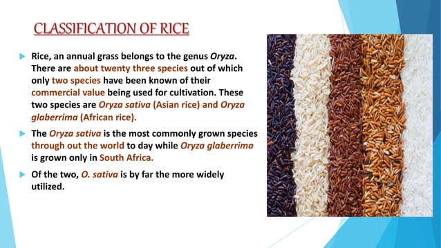 Rice | PPTX | Agriculture | Industries