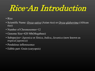 Rice genome sequencing by utkarsh | PPTX