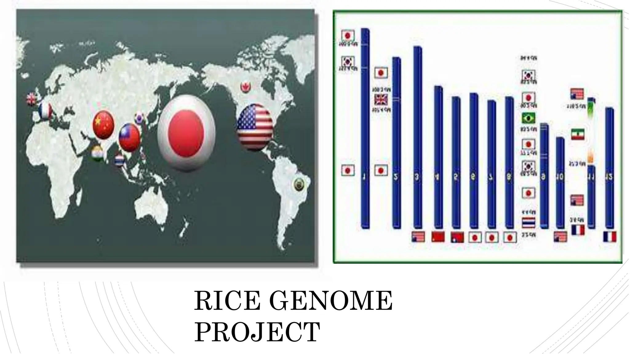 Rice Genome Project a complete saga .(1).pptx