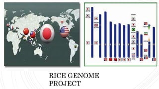 Rice Genome Project a complete saga .(1).pptx