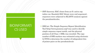 Rice Genome Project a complete saga .(1).pptx
