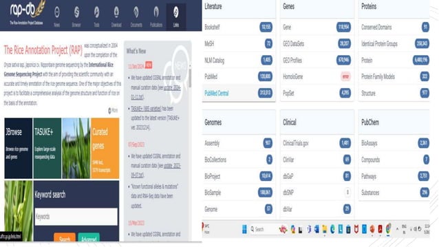 Rice Genome Project a complete saga .(1).pptx