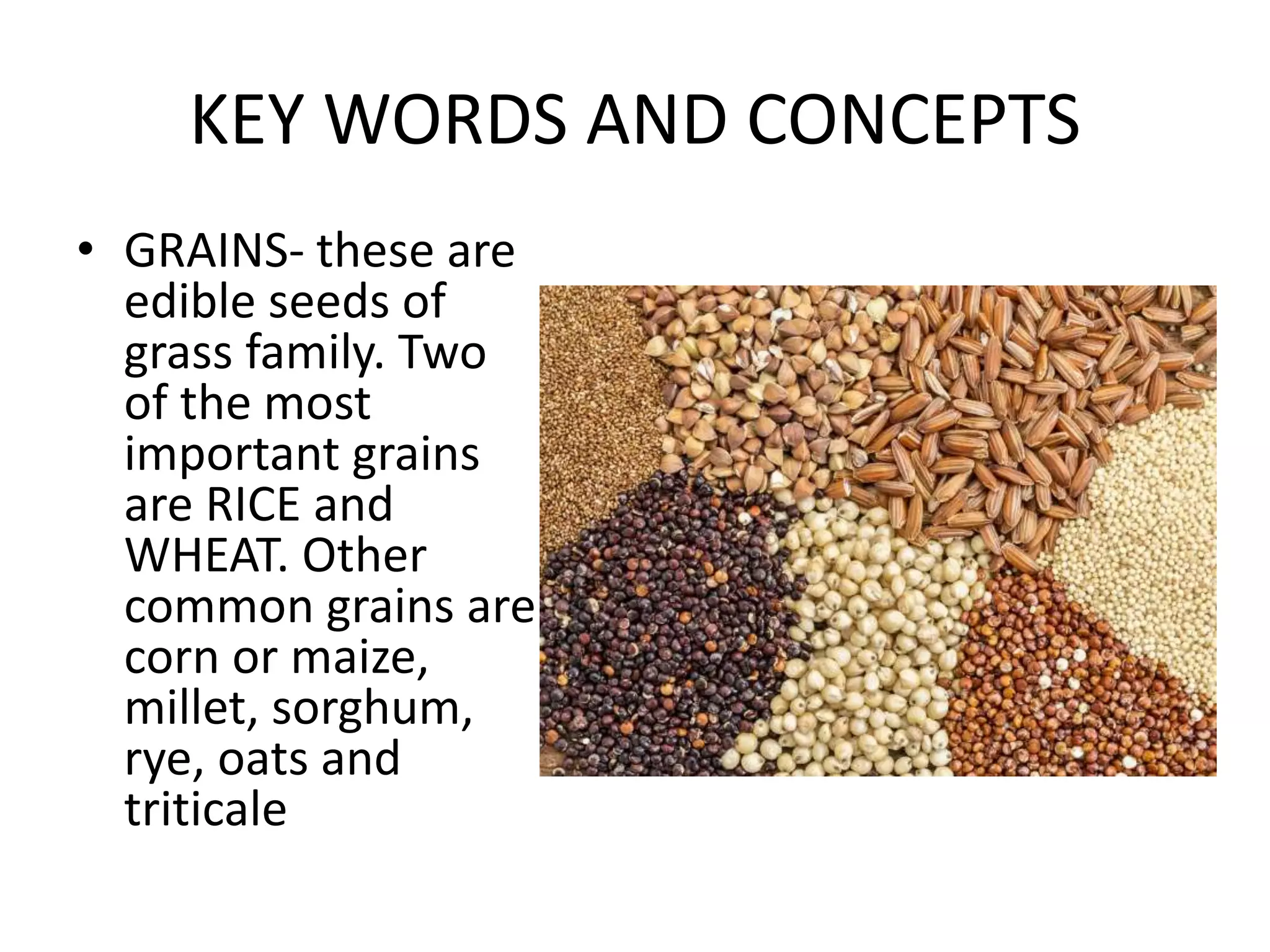 Rice, grains and legumes | PPTX