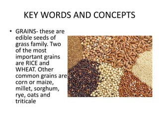 Rice, grains and legumes | PPT