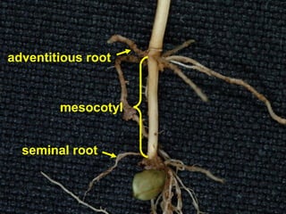 Rice Growth And Development Saichuk | PPT