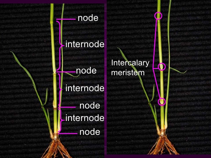 Rice Growth And Development Saichuk