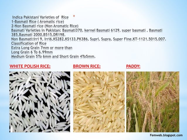Rice information | PPT
