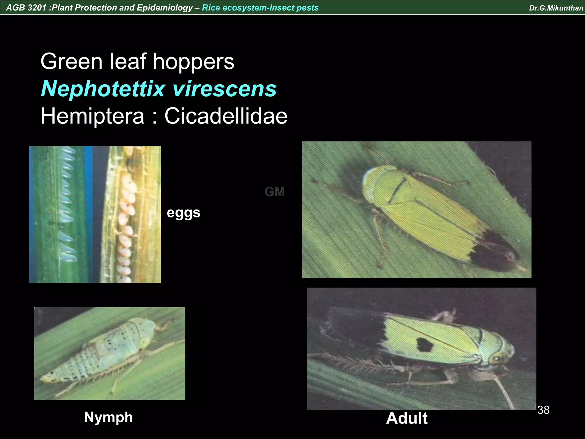 Rice insect pests - GM | PPTX