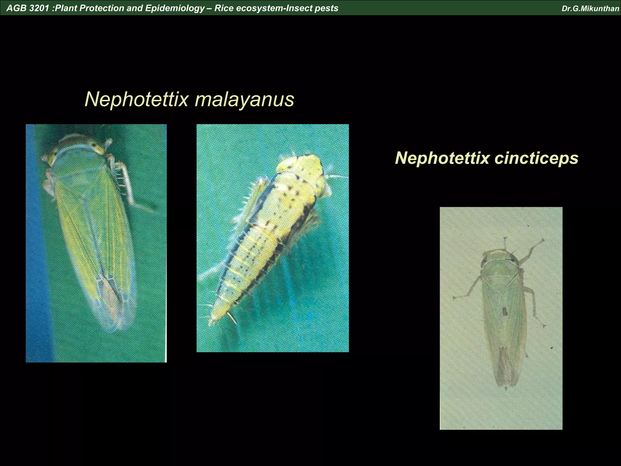 Rice insect pests - GM | PPTX