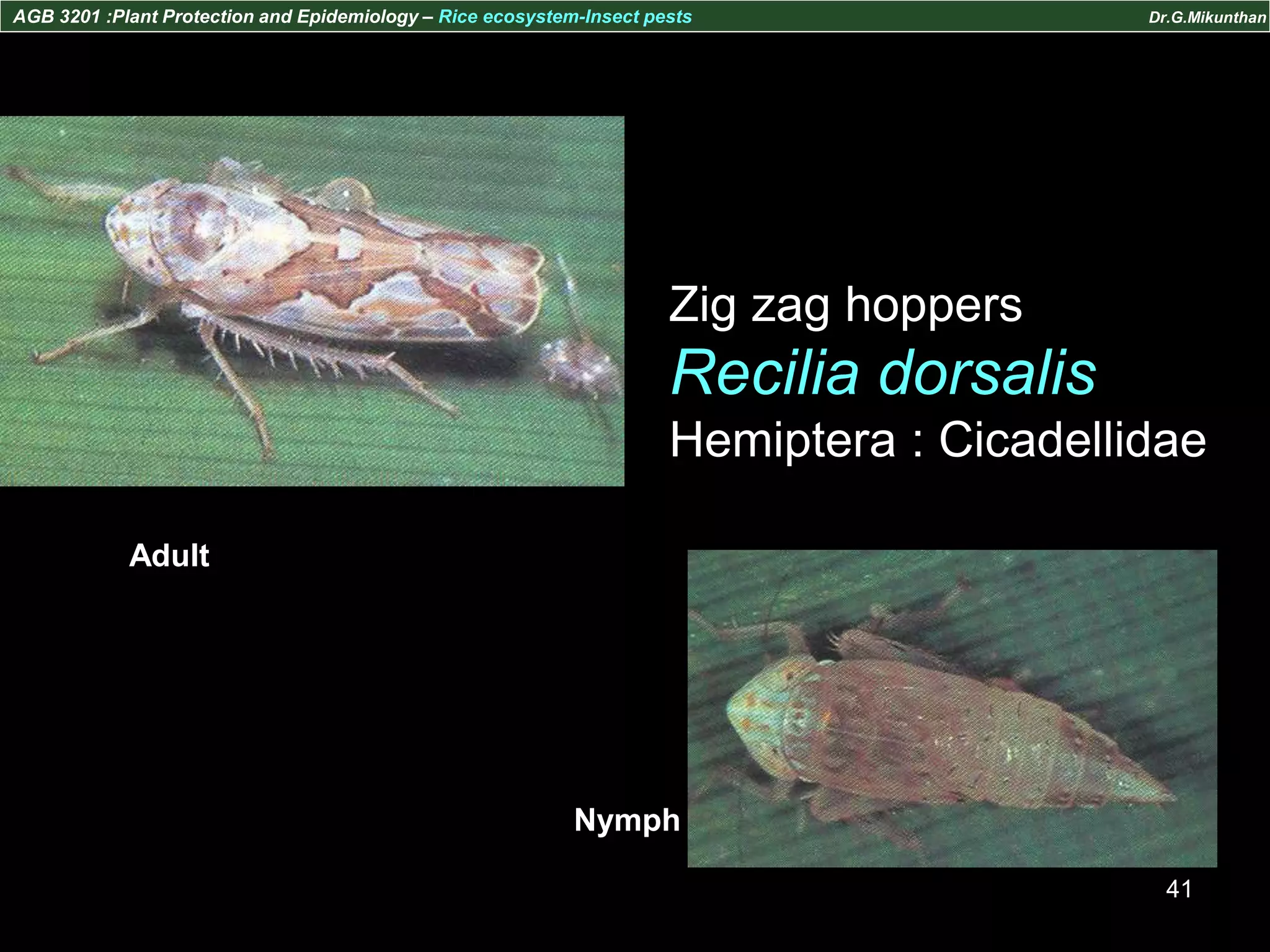Rice insect pests - GM | PPTX